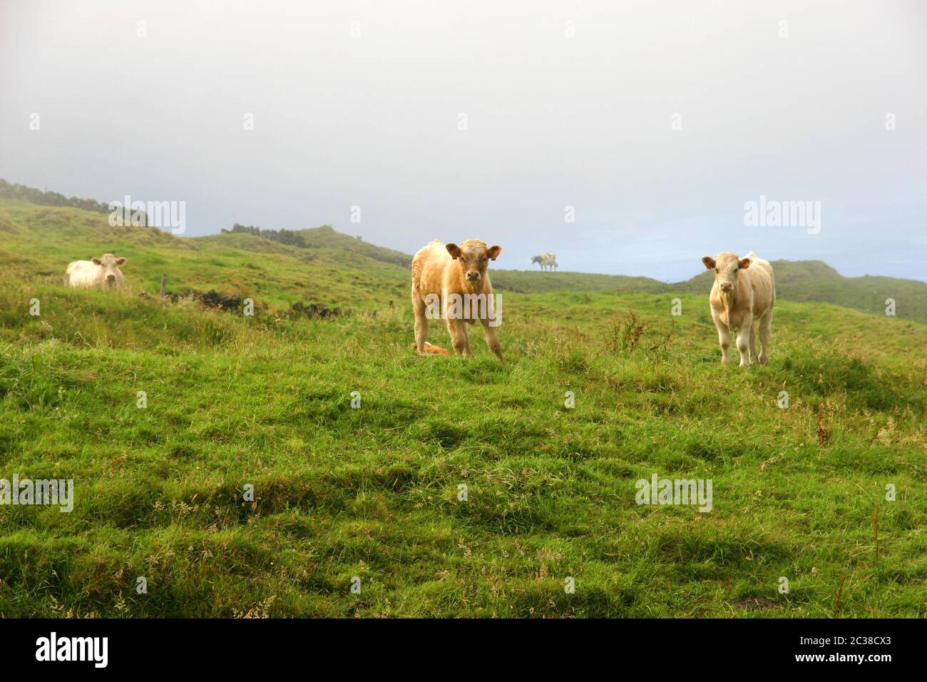 azores farm cows at the coast of sao Miguel Stock Photo - Alamy