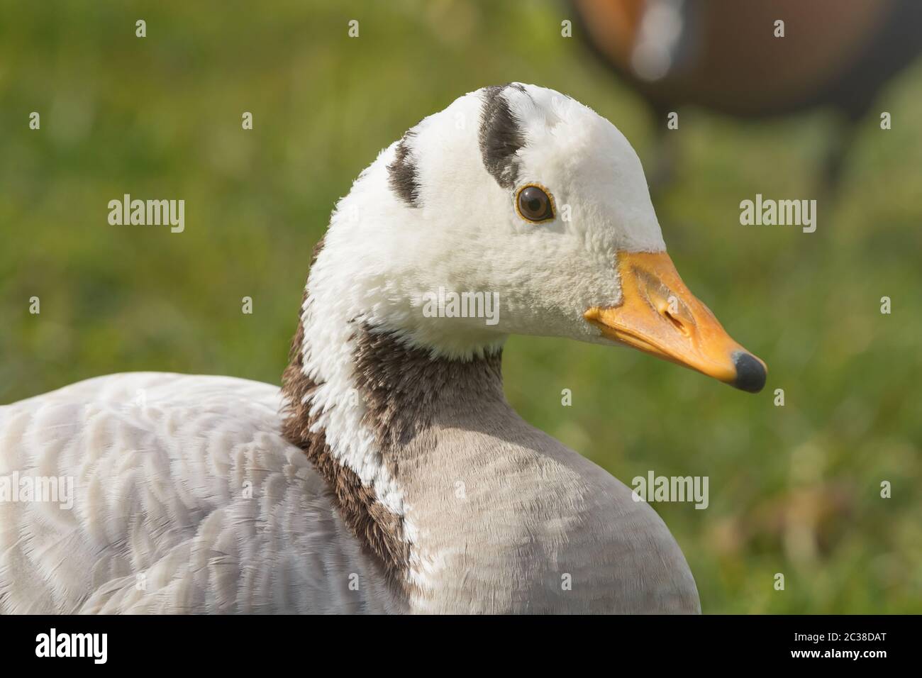 Bar headed goose Close up portrait (Anser indicus Stock Photo - Alamy