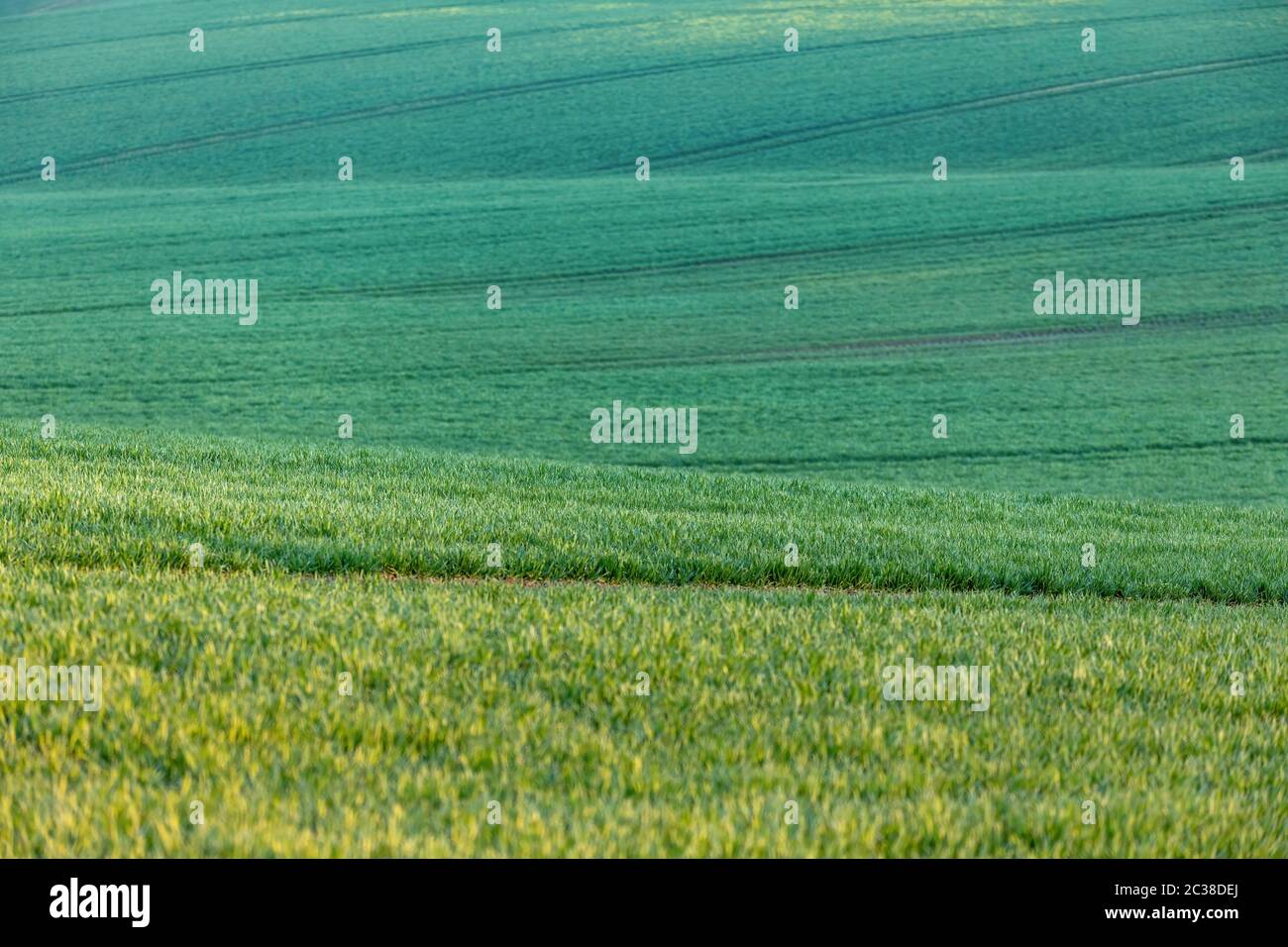 Beautiful green spring rural landscape with green field. Rural ...