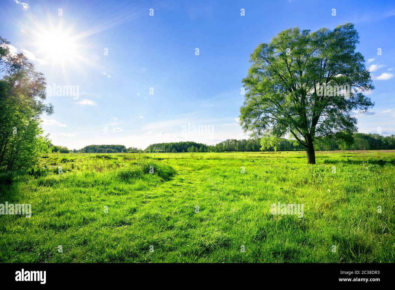 Field with green grass and a tree under the bright summer sun Stock ...