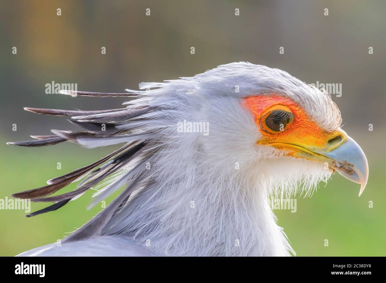 Secretarybird close up hi-res stock photography and images - Alamy