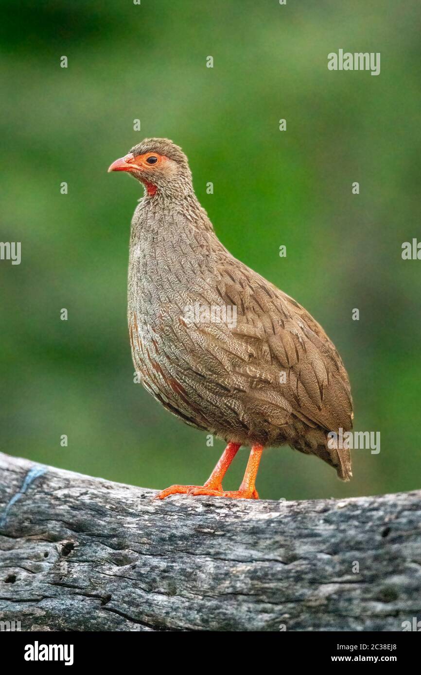 Red-necked spurfowl stands turning head on log Stock Photo - Alamy