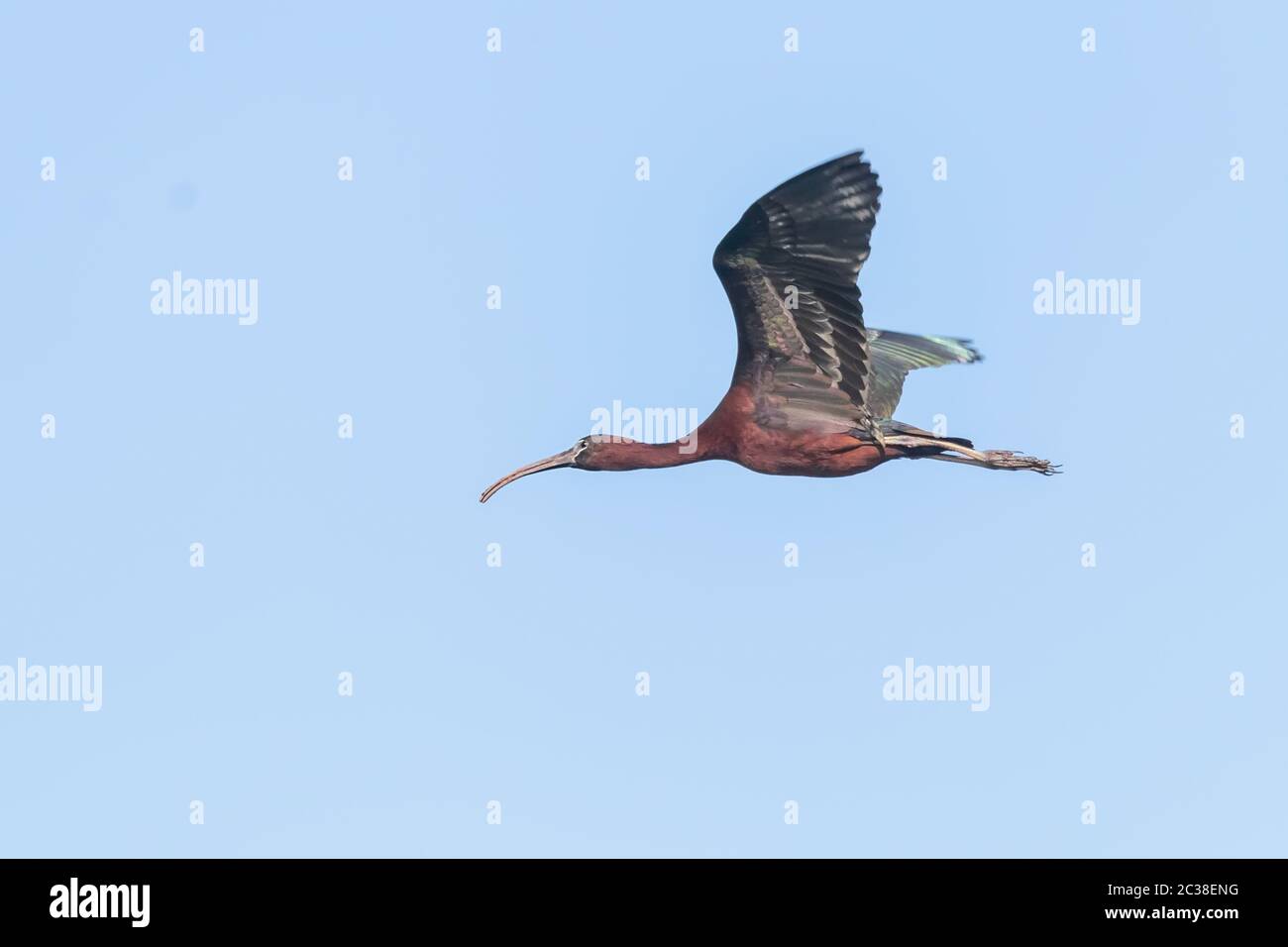 Glossy ibis no background hi-res stock photography and images - Alamy