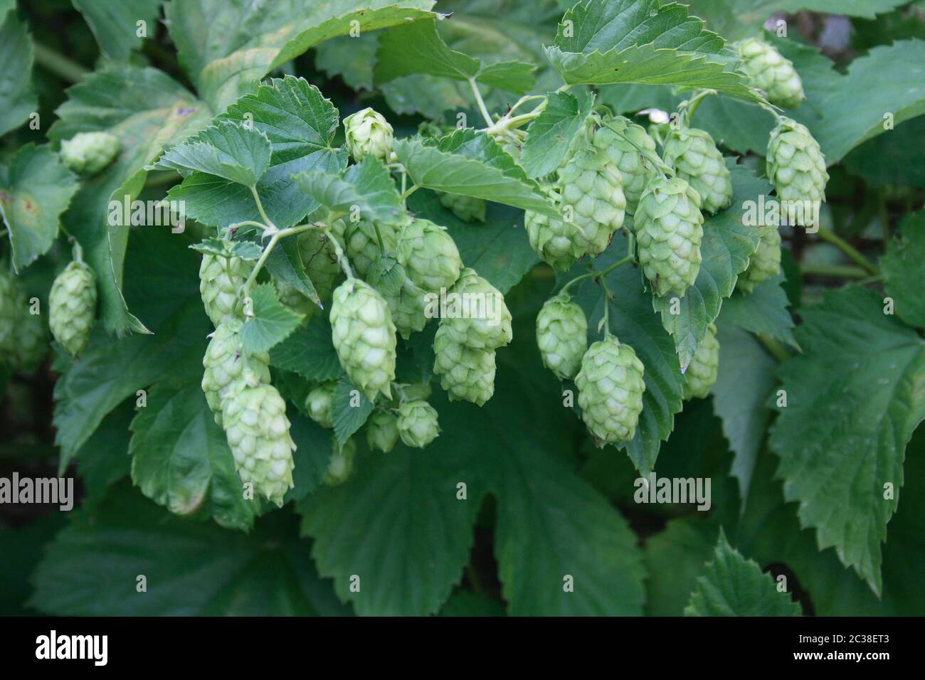 The umbels of a hop plant (Humulus Stock Photo - Alamy