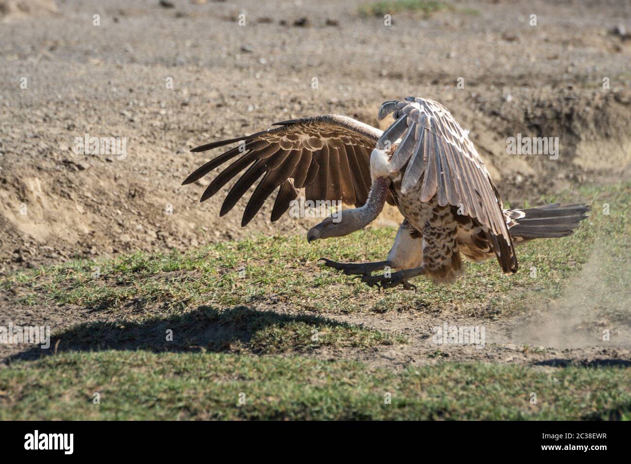 Ruppell vulture hi-res stock photography and images - Alamy