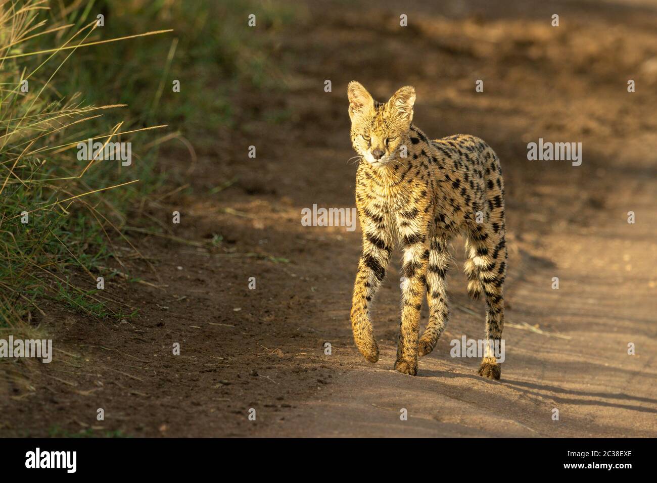 Serval walks on track with paw raised Stock Photo - Alamy