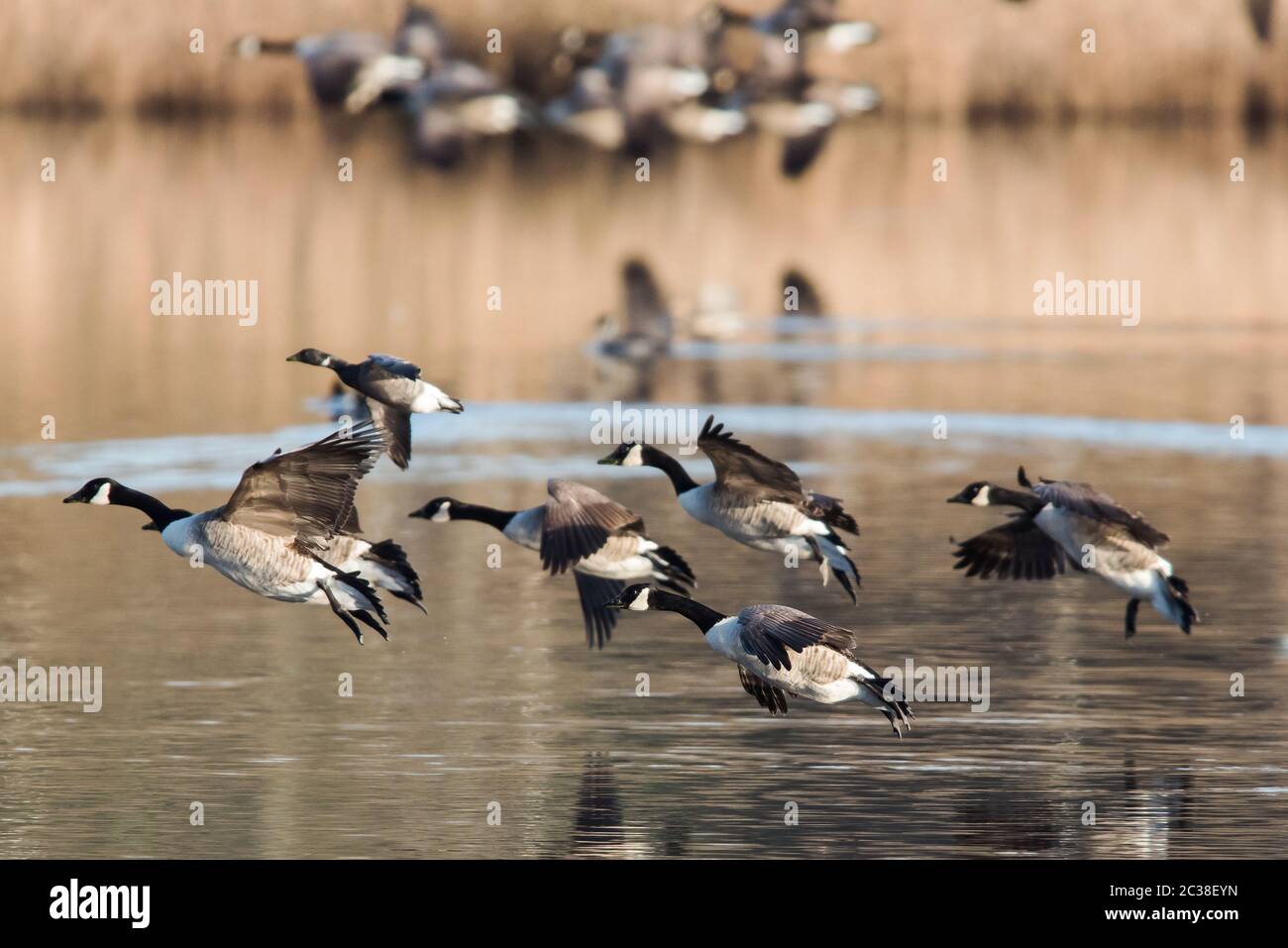 Few of Canada Goose in flight in environment. Their Latin name are ...