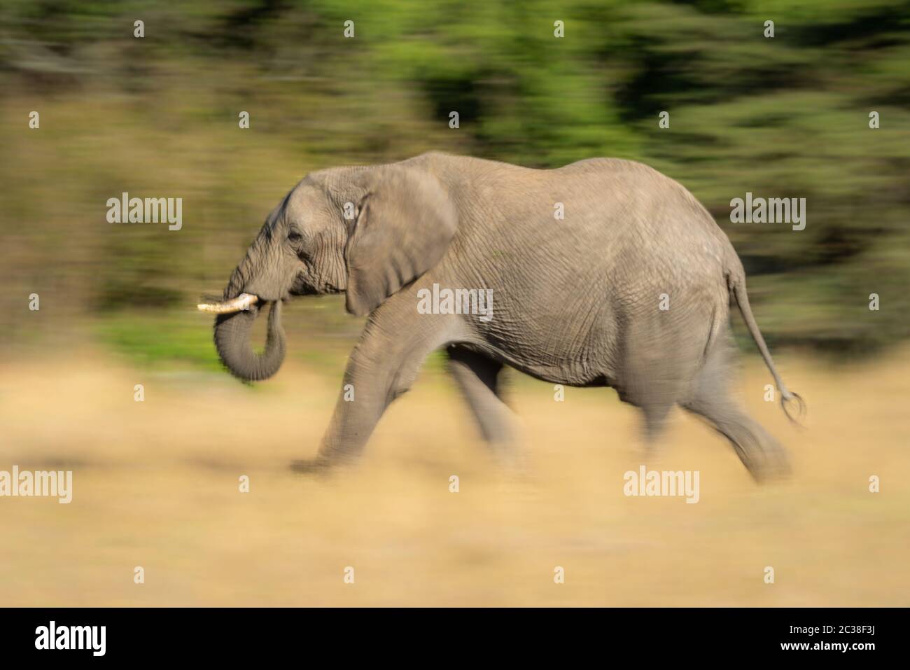 Slow pan of African bush elephant walking Stock Photo - Alamy
