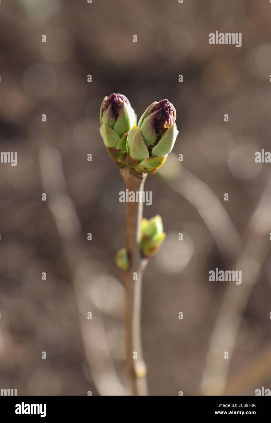 Bud of an unopened lilac tree plant Stock Photo - Alamy