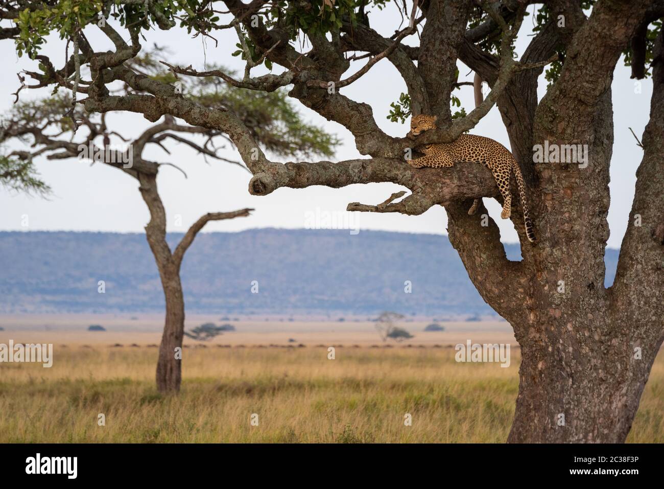 Sleepy leopard lies with head on branch Stock Photo - Alamy