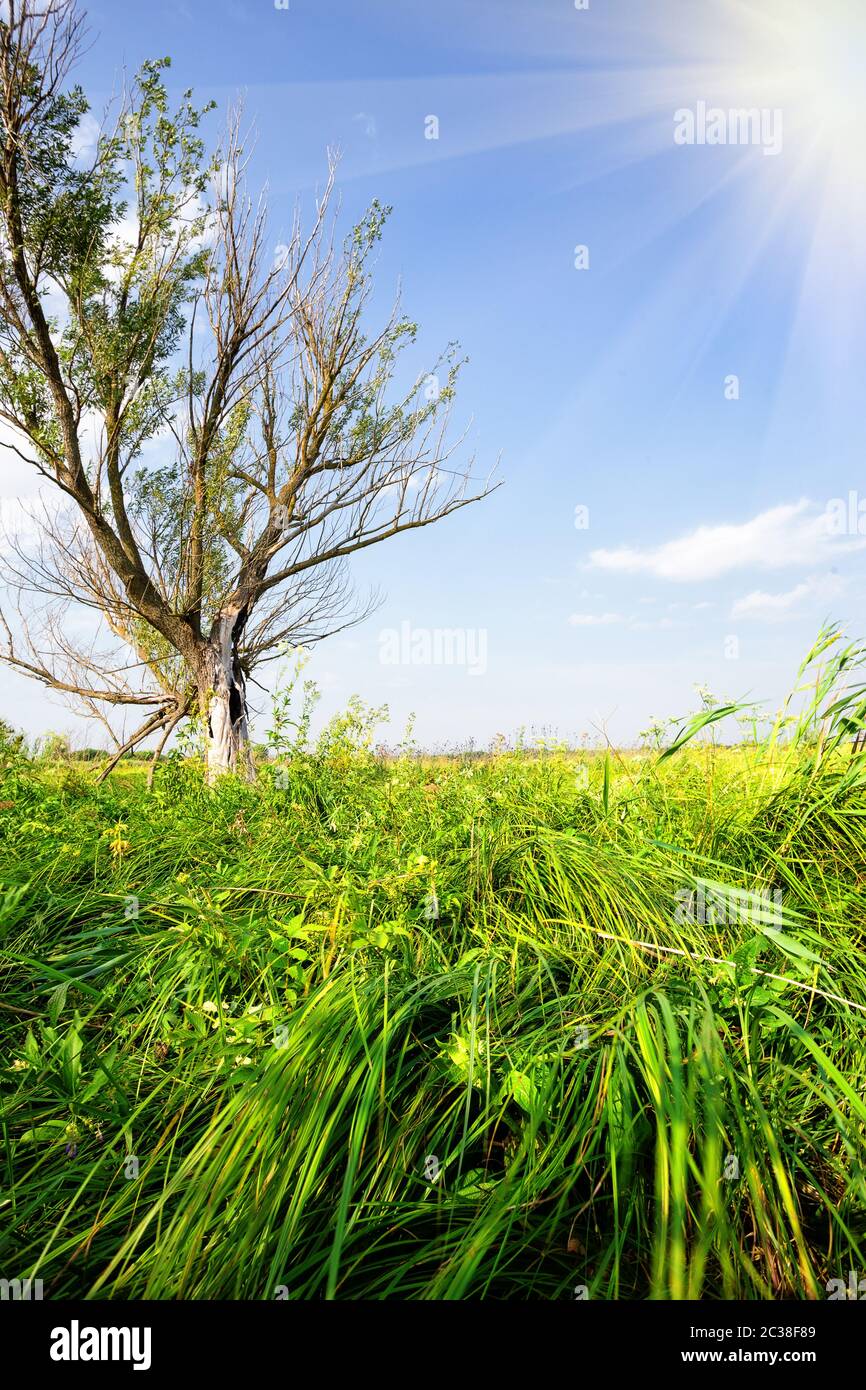 Dry tree in a field with a juicy green grass. Summer landscape Stock ...