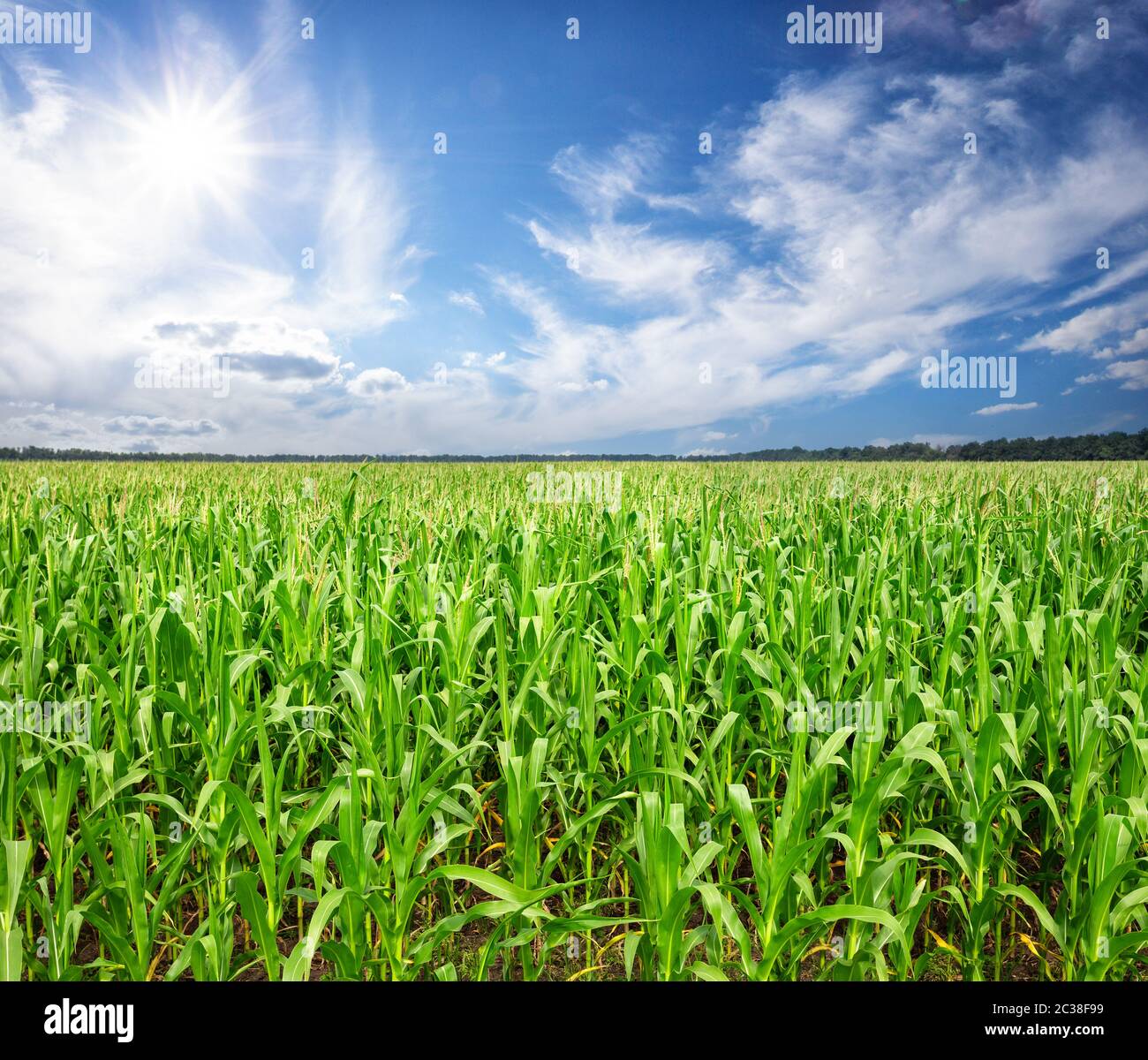 Field with corn under the bright sun. Summer landscape. The concept of ...