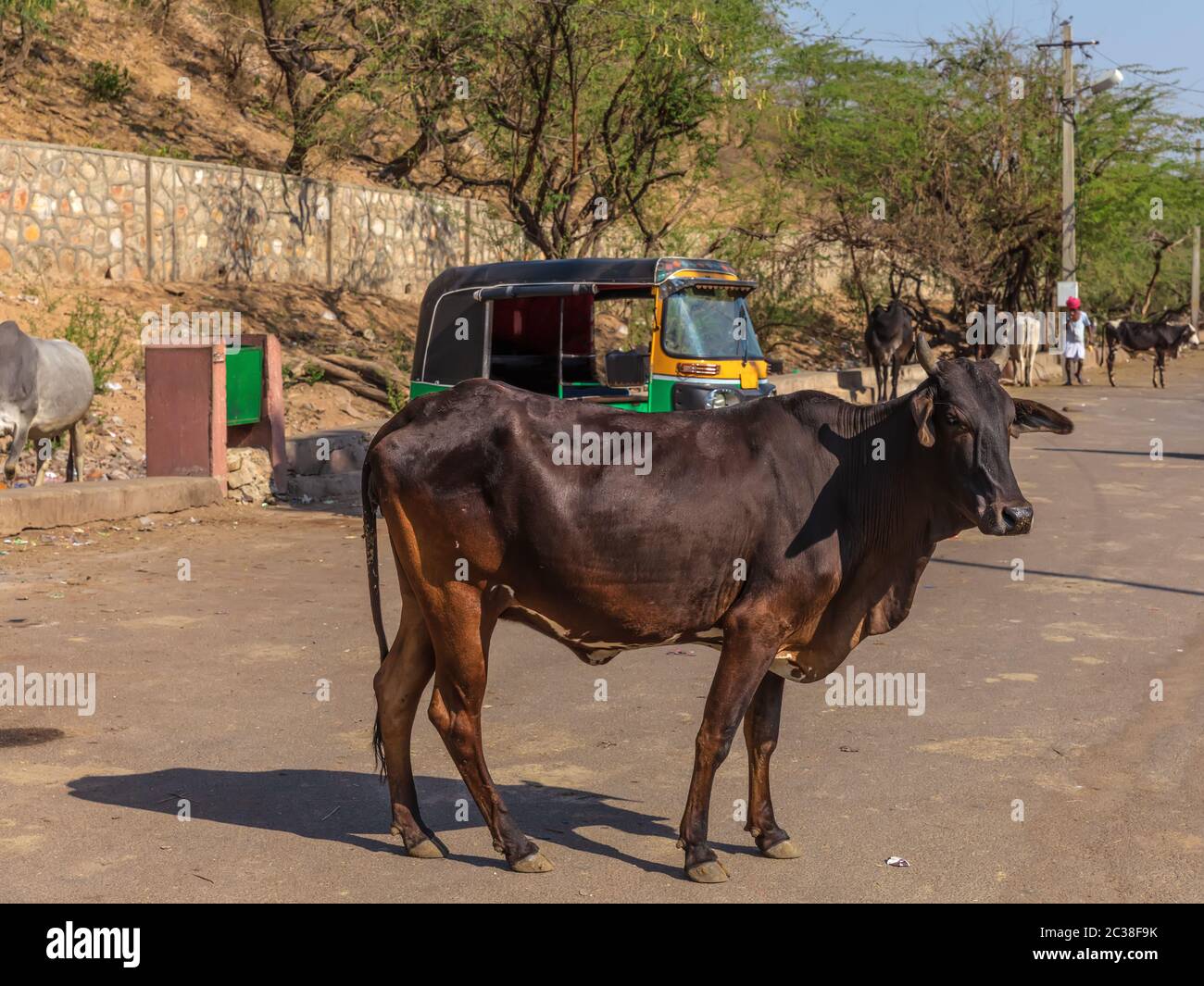 Street cow in India near the tuc tuc, Jaipur Stock Photo - Alamy