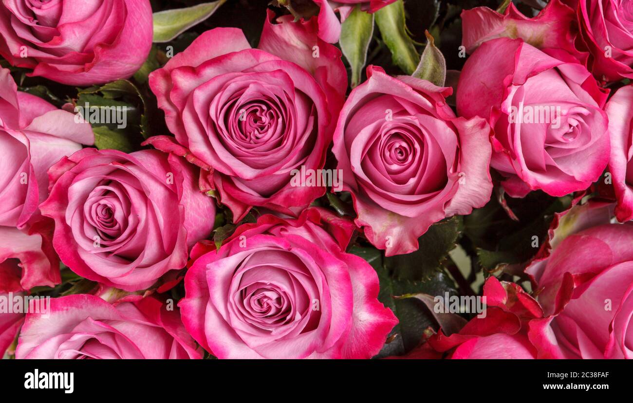 Backdrop of colorful paper roses background in a wedding reception with ...