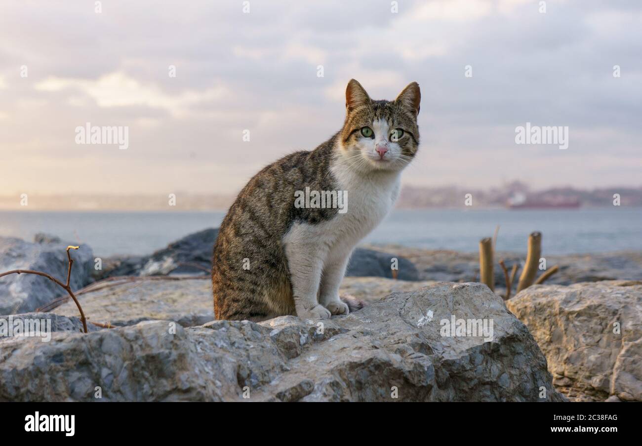 Istanbul cats hi-res stock photography and images - Alamy