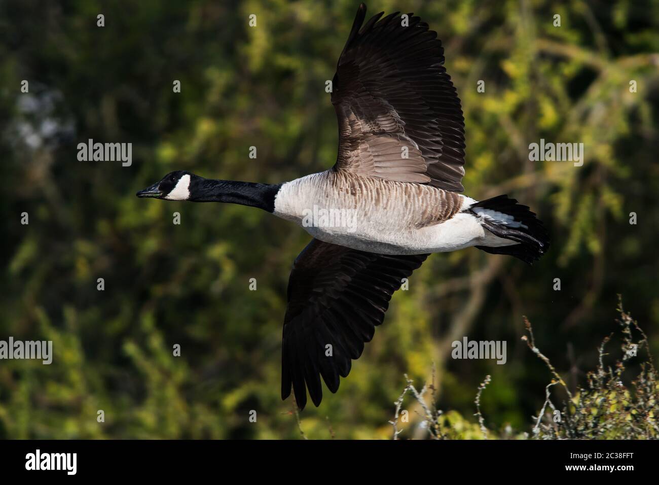 Canada Goose in flight in environment. Their Latin name are Branta ...