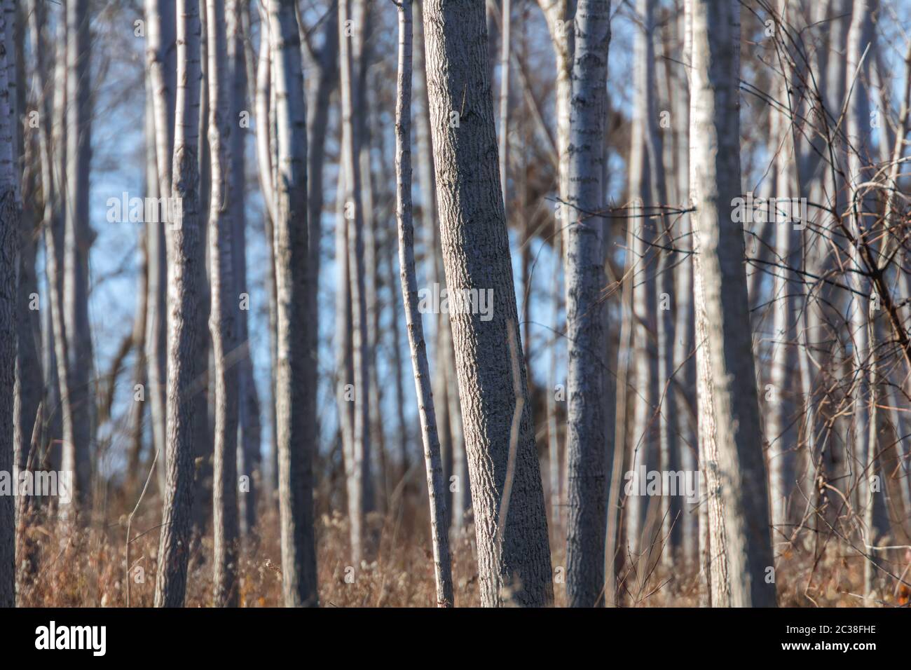 Tree Trunks Forest, Natural Textured Background Stock Photo - Alamy