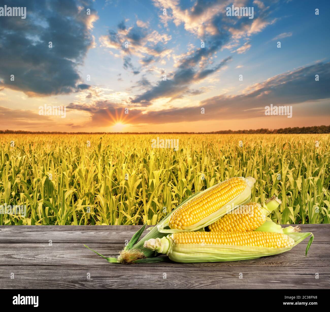 Ripe corn on a table in the background of a cornfield at sunset. Summer ...
