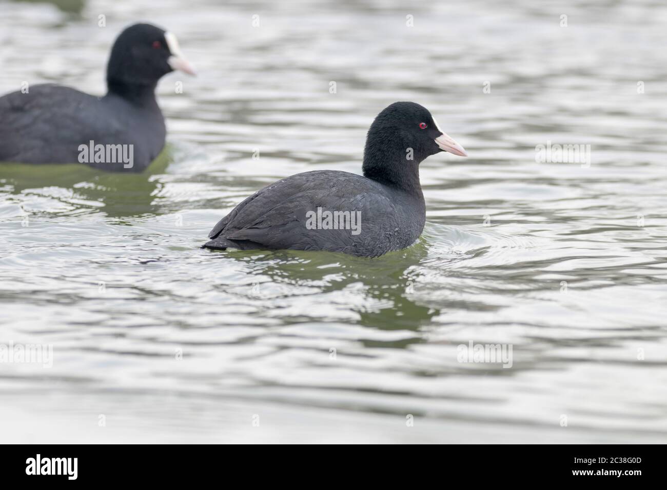 Coots swimming together hi-res stock photography and images - Alamy