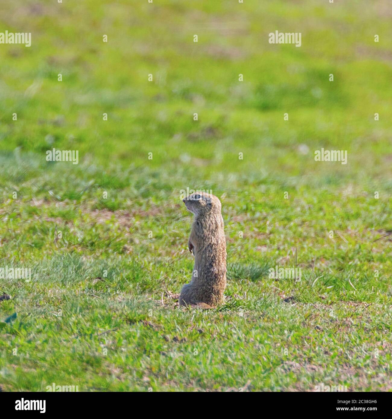 European ground squirrel, Souslik (Spermophilus citellus) natural ...