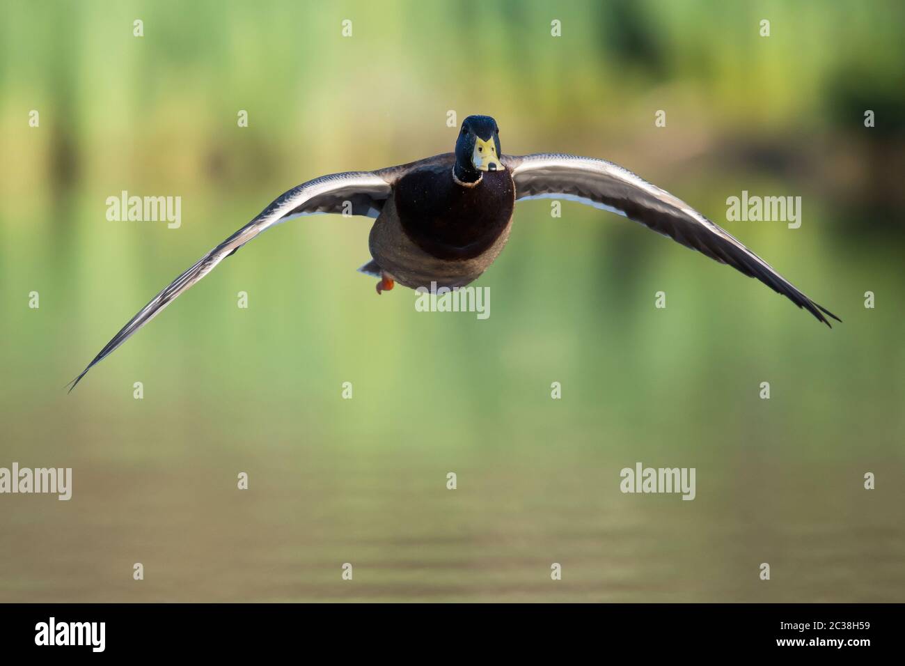 Male of Mallard Duck in flight in habitat. His Latin name is Anas ...