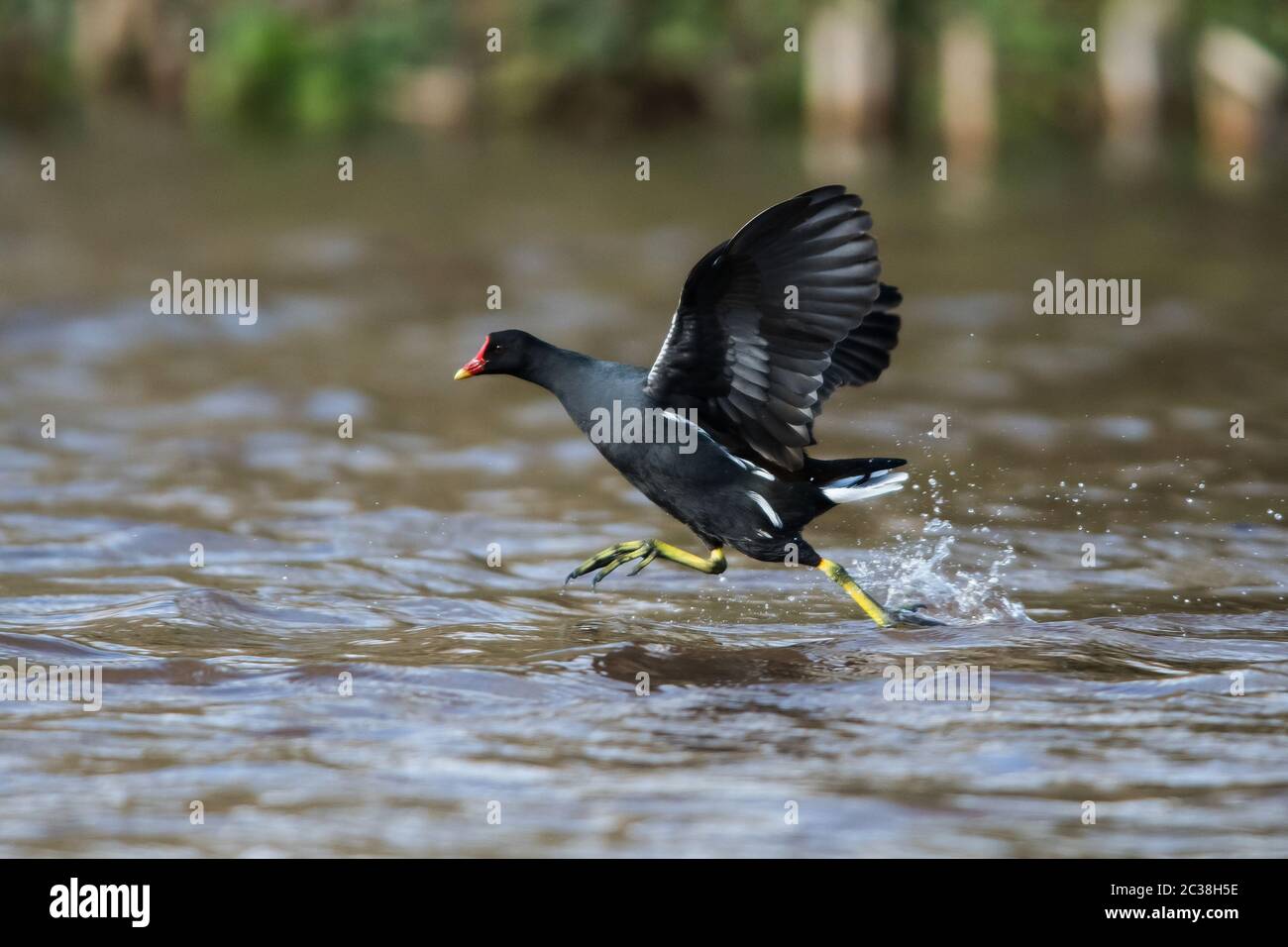 Common Moorhen runs on the water in habitat. Her Latin name is ...