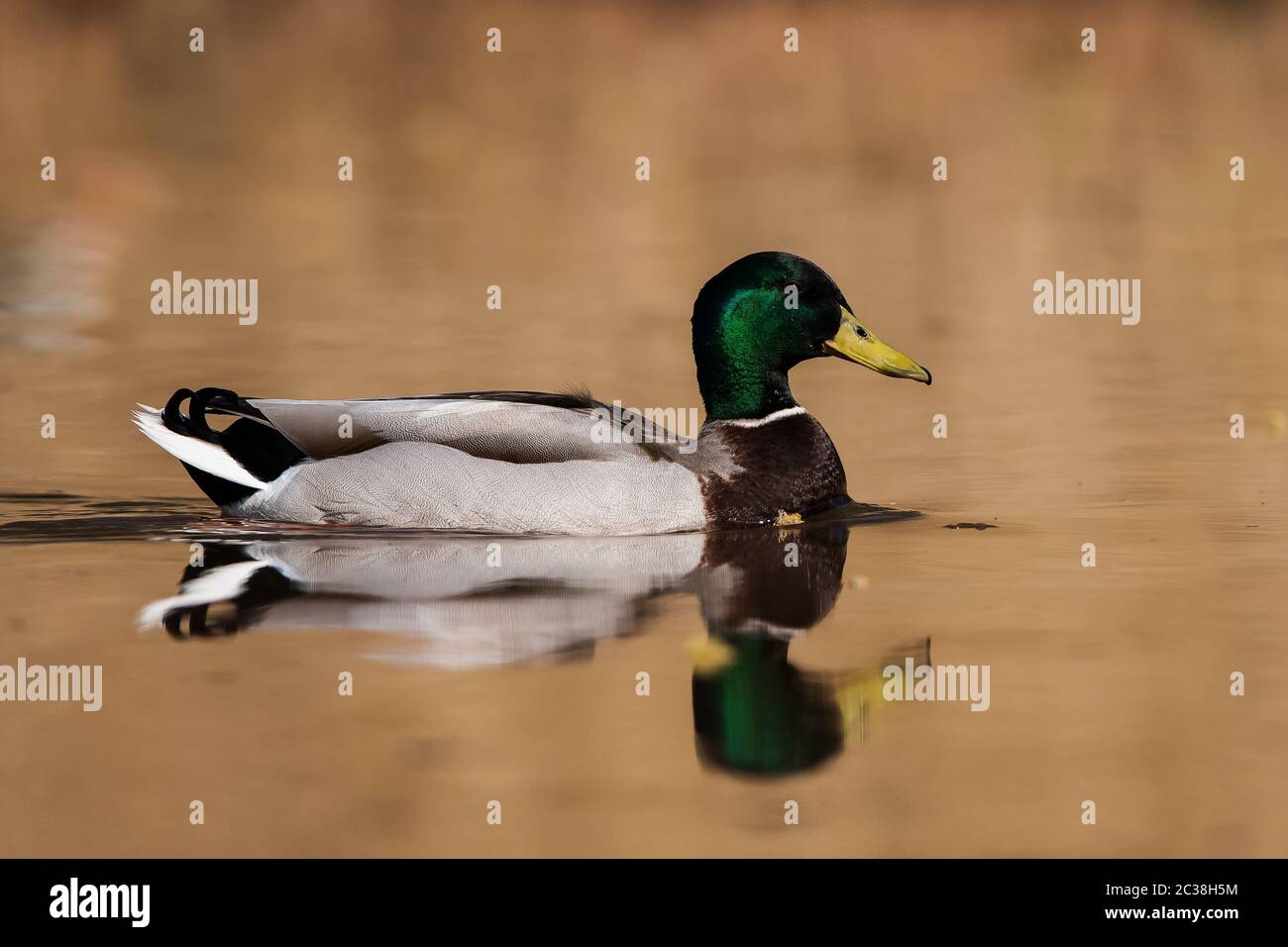 Male of Mallard Duck on a water in habitat. His Latin name is Anas ...