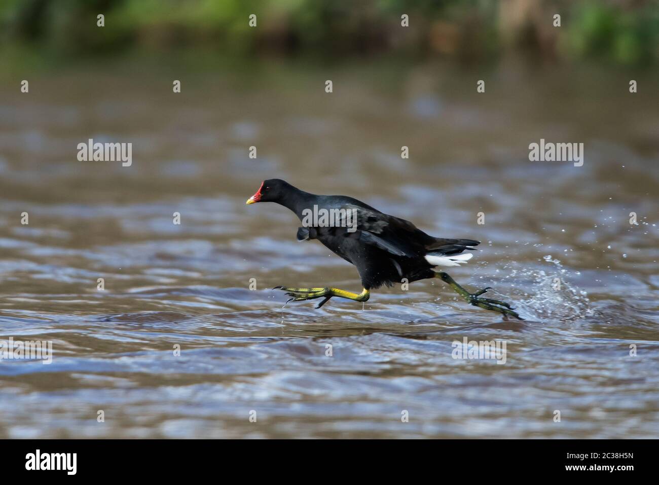 Common Moorhen runs on the water in habitat. Her Latin name is ...