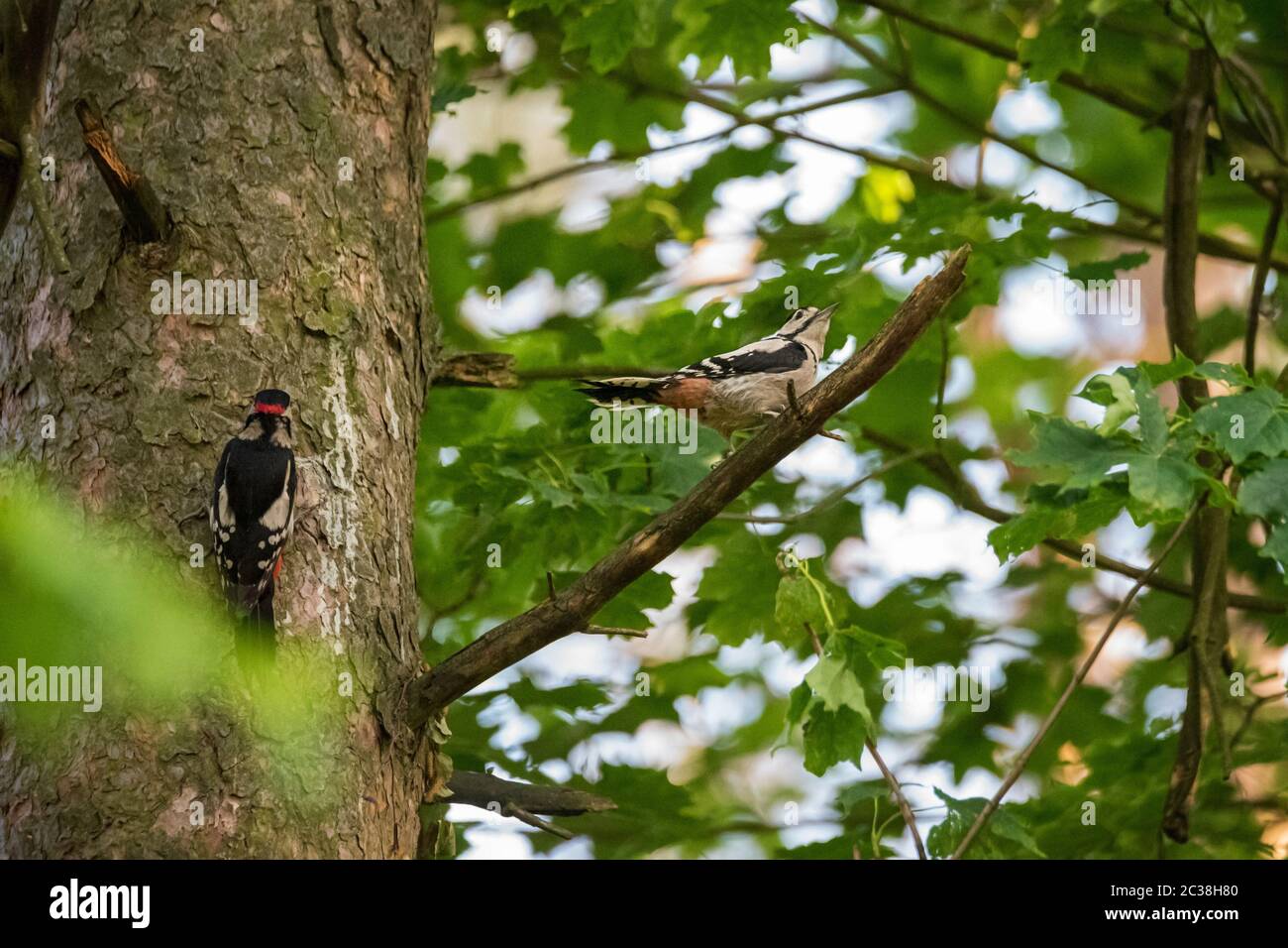 Pair of woodpeckers on the tree, bird mating season. Spring in the ...