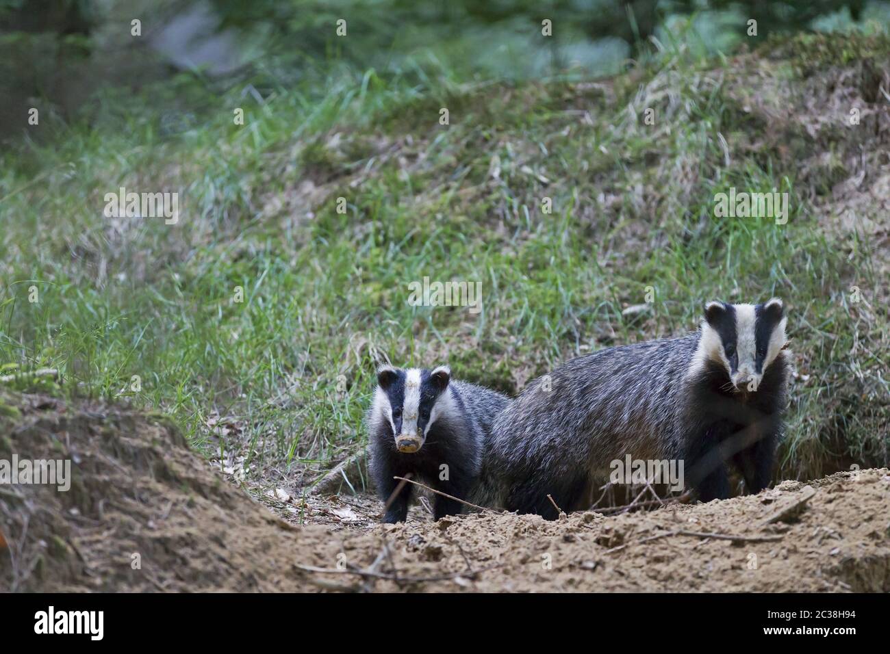 Fabulous beasts hi-res stock photography and images - Alamy