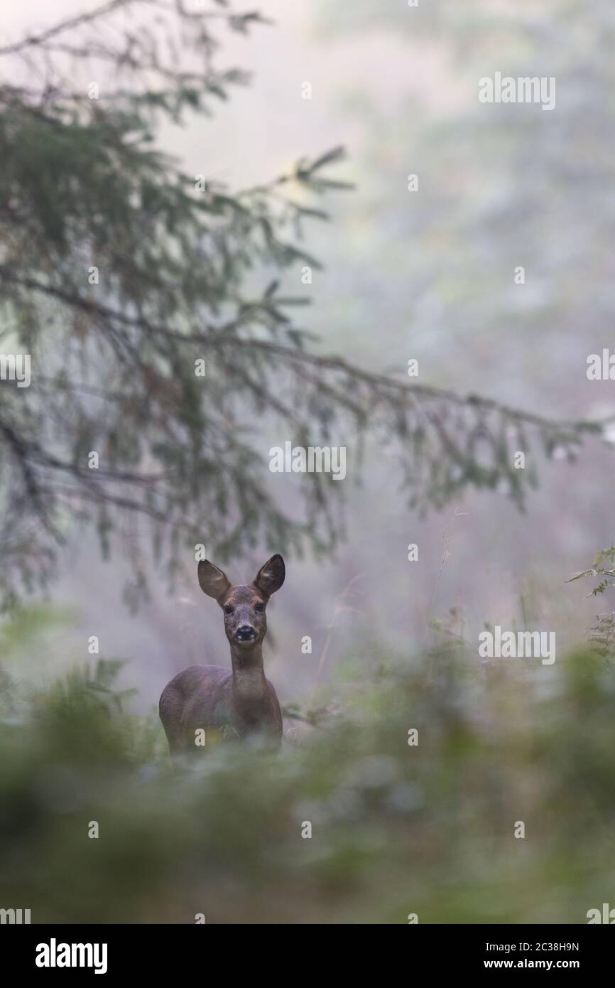 Roe deer in misty hi-res stock photography and images - Alamy
