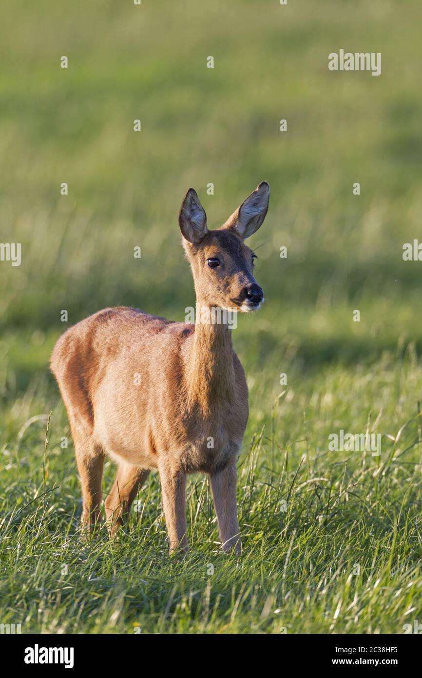 Roe Deer doe in a grassland area Stock Photo - Alamy