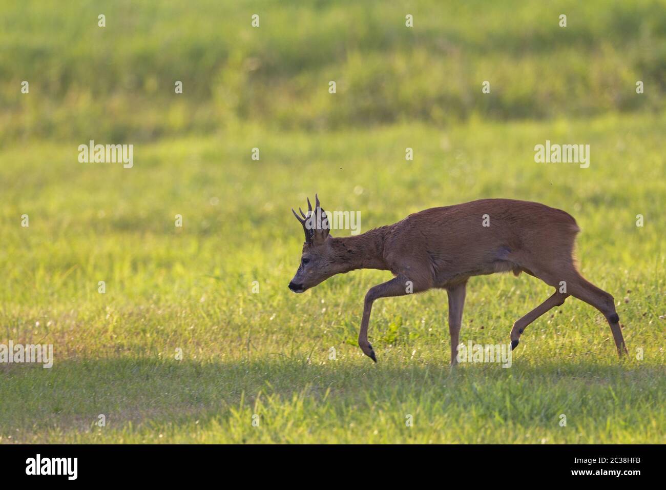 Female buck hi-res stock photography and images - Alamy