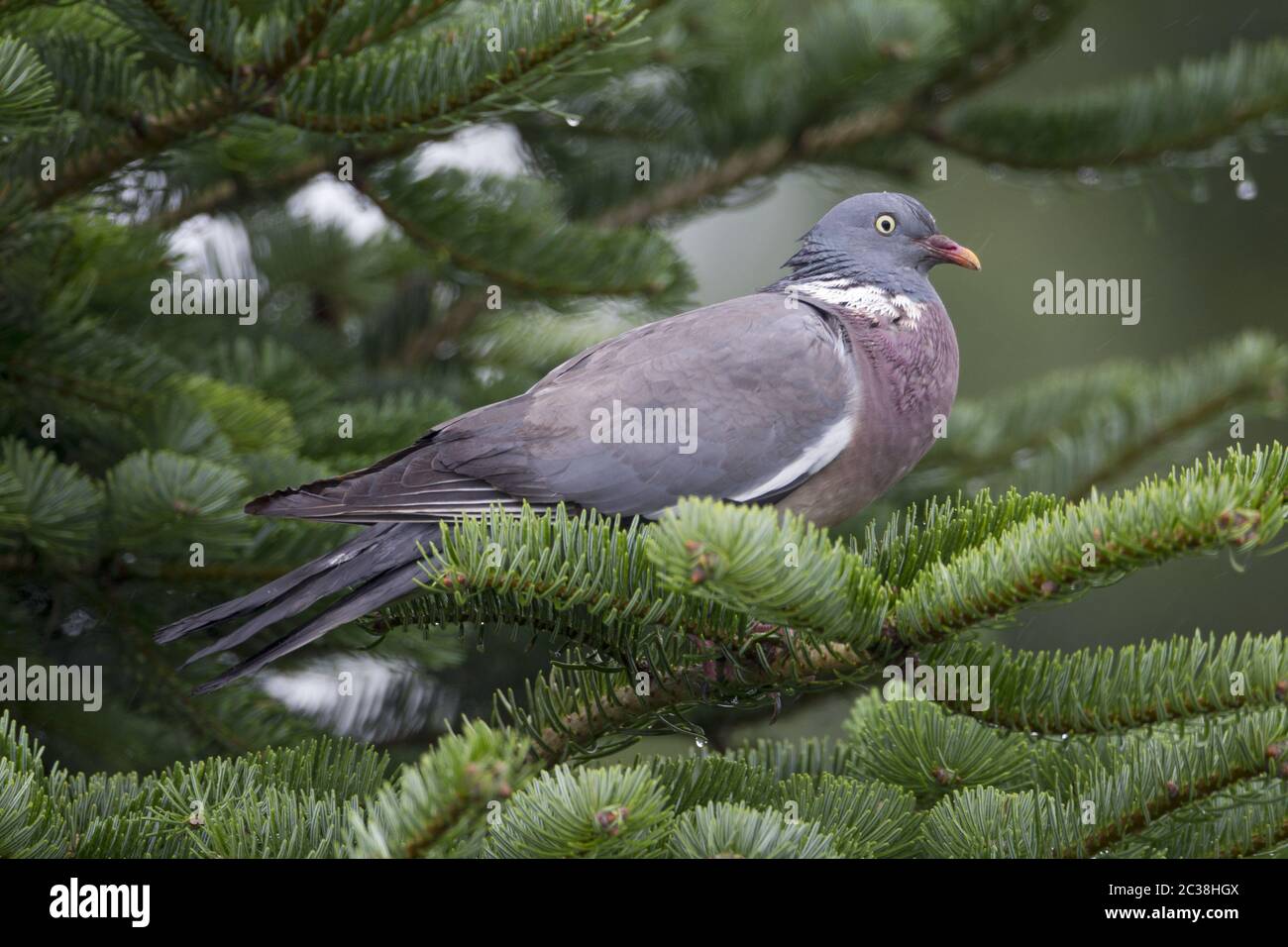 Common Wood Pigeon adult bird Stock Photo - Alamy