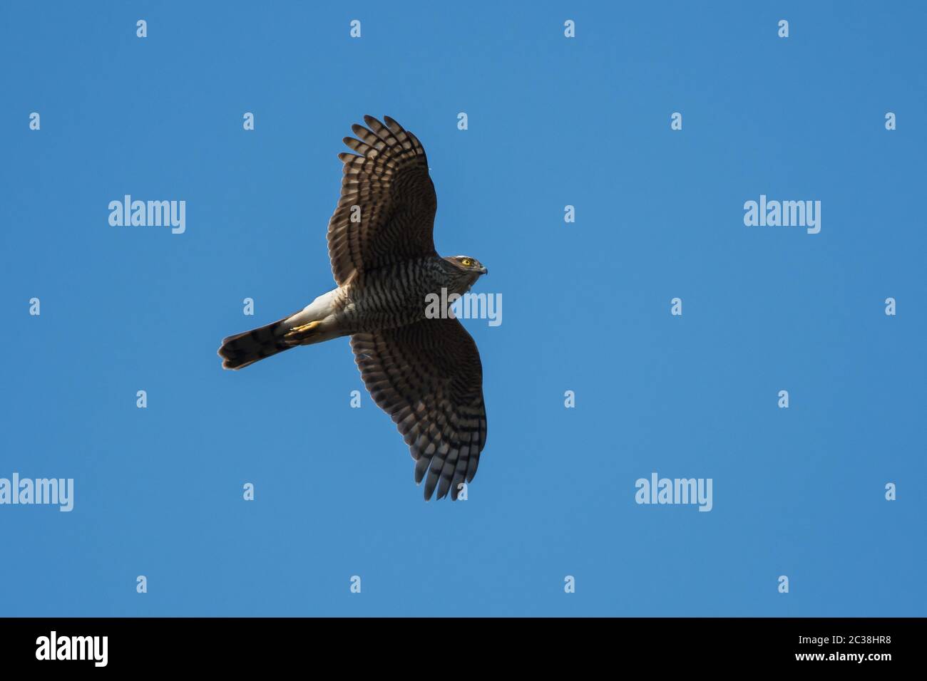 Sparrowhawk in the fly. His Latin name is Accipiter nisus Stock Photo ...