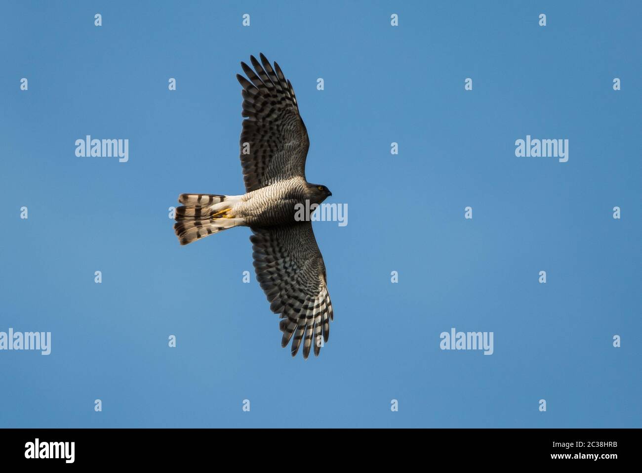 Sparrowhawk in the fly. His Latin name is Accipiter nisus Stock Photo ...