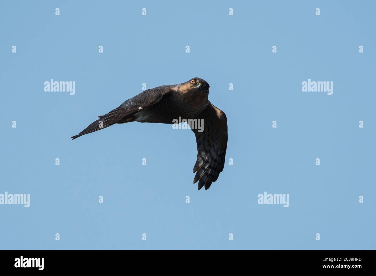 Sparrowhawk Feather High Resolution Stock Photography and Images - Alamy