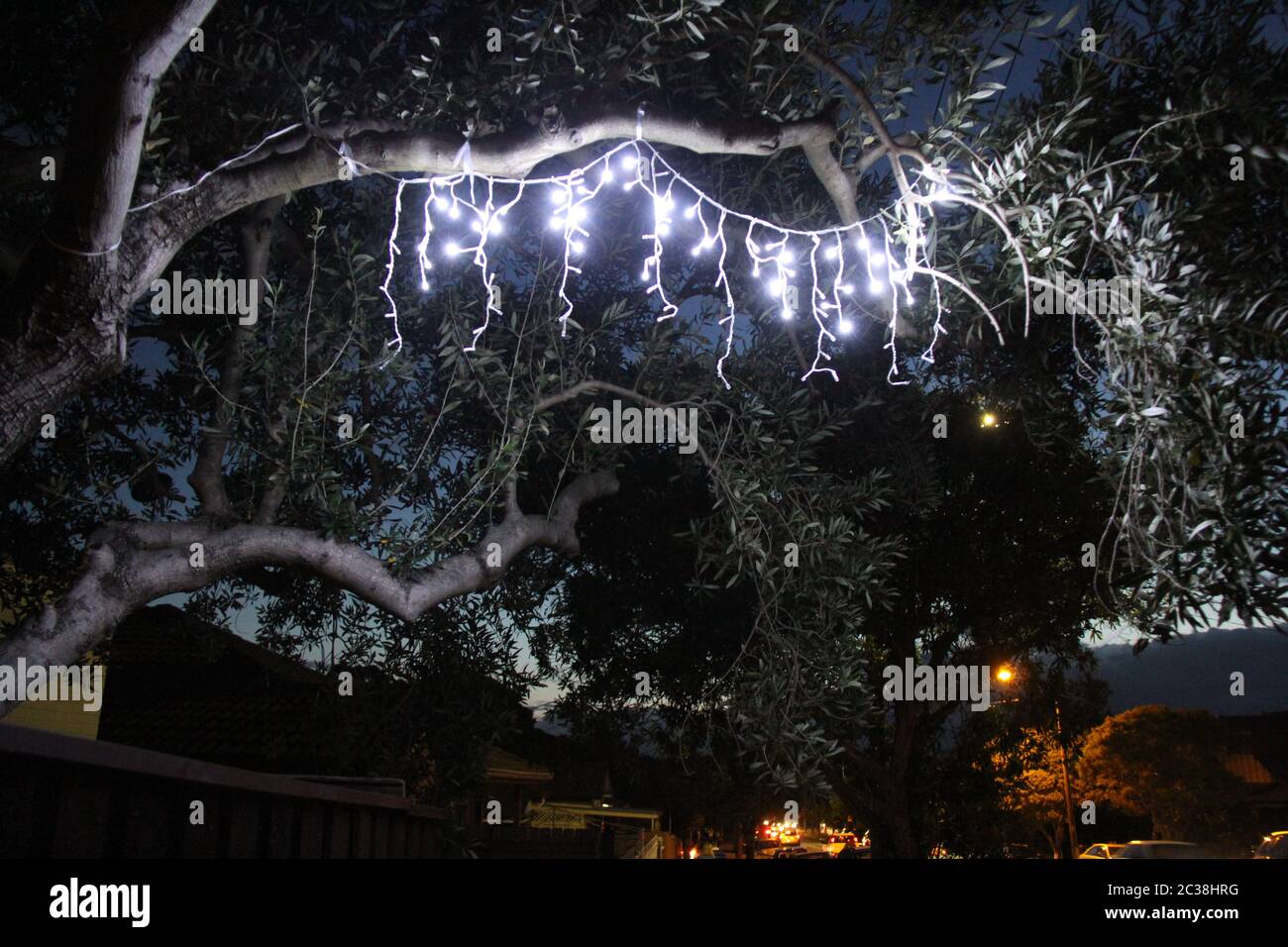 Christmas lights decorate a tree on King Street, Ashbury, Sydney Stock ...