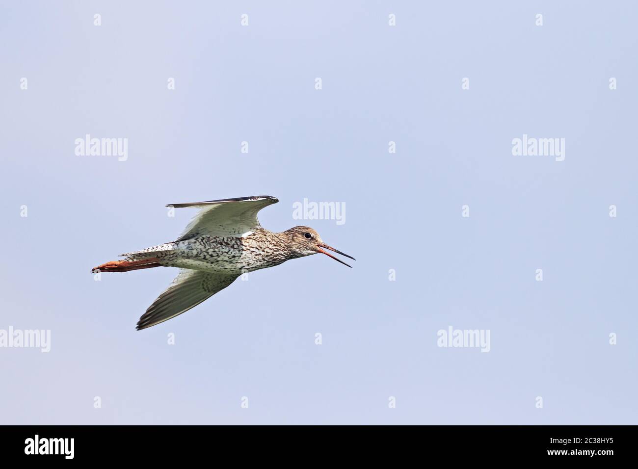 Common Redshank in flight Stock Photo - Alamy