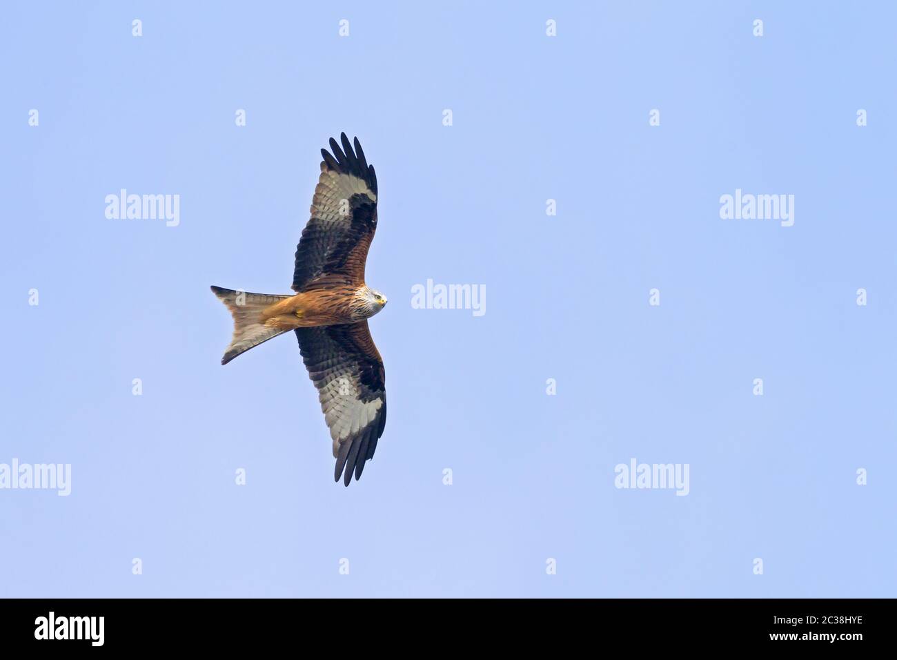 Red Kite in flight Stock Photo - Alamy