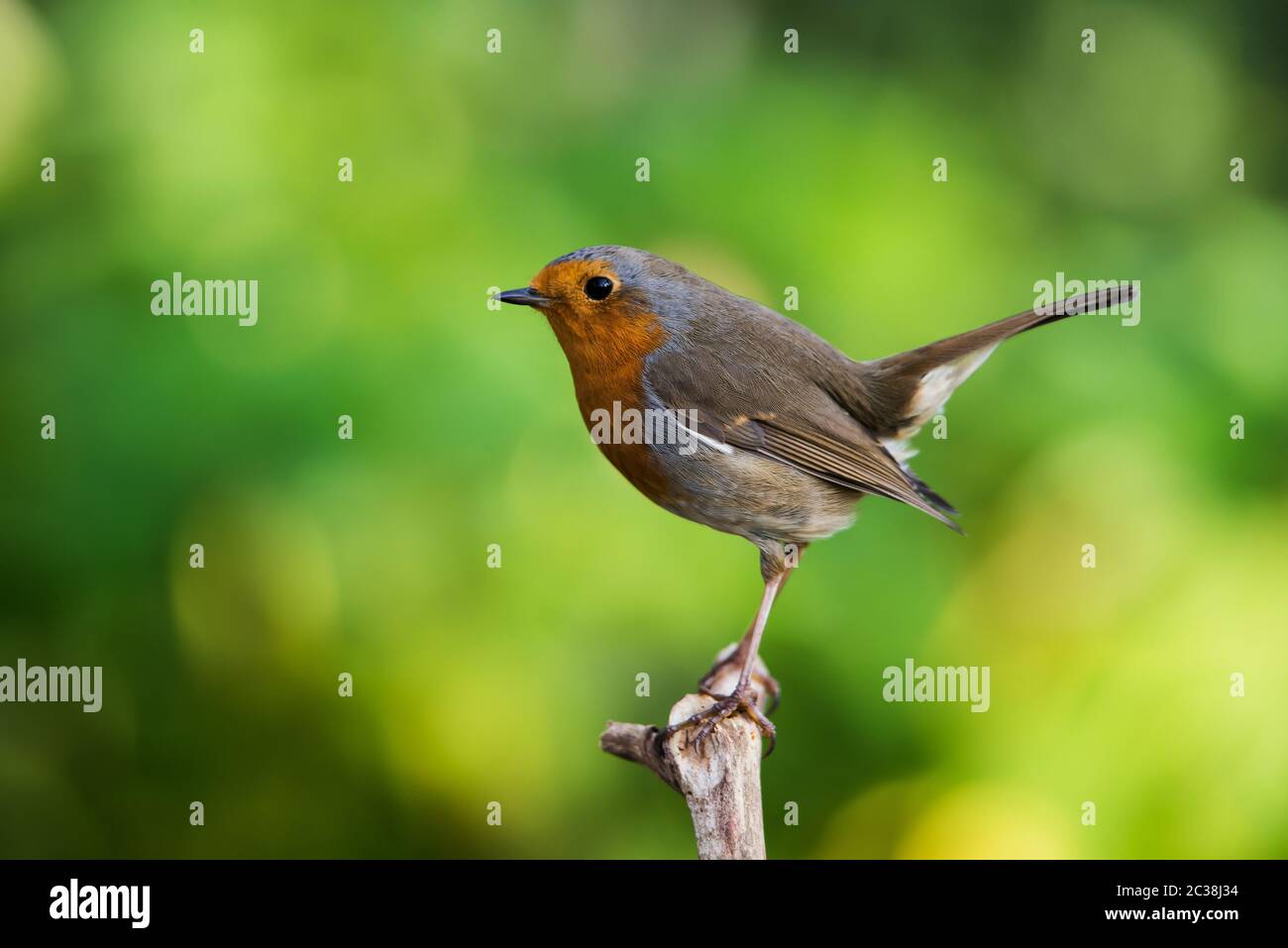 European Robin in his environment. His Latin name is Erithacus rubecula ...