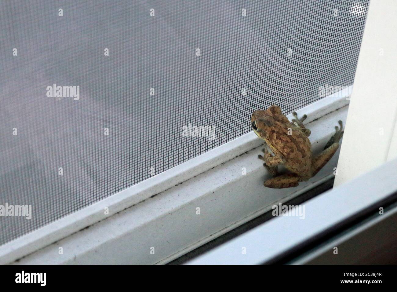 An early morning wild frog inside the screen door inside the glass ...