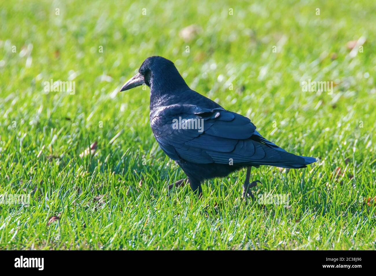 Rook on the field (Corvus frugilegus) Rook Bird Stock Photo - Alamy