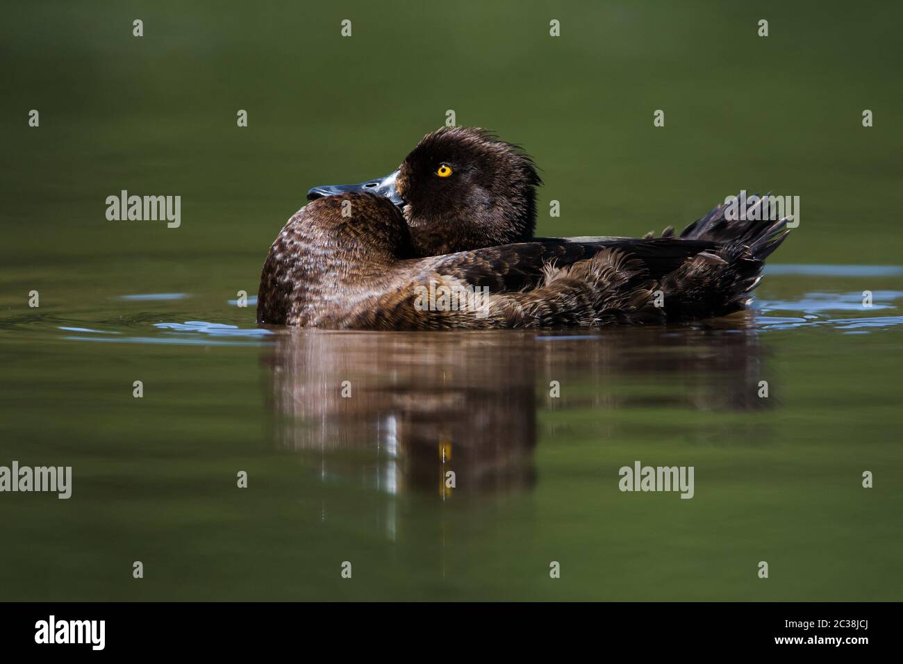 Female of Tufted Duck on a water. Her Latin name is Aythya fuligula ...