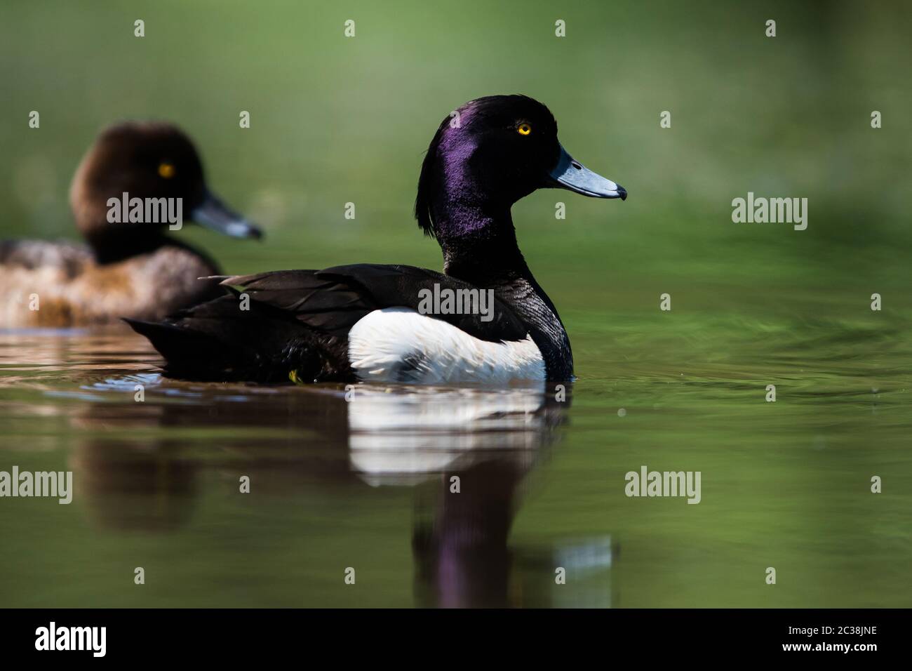 Pair of Tufted Duck on a water. Their Latin name are Aythya fuligula ...