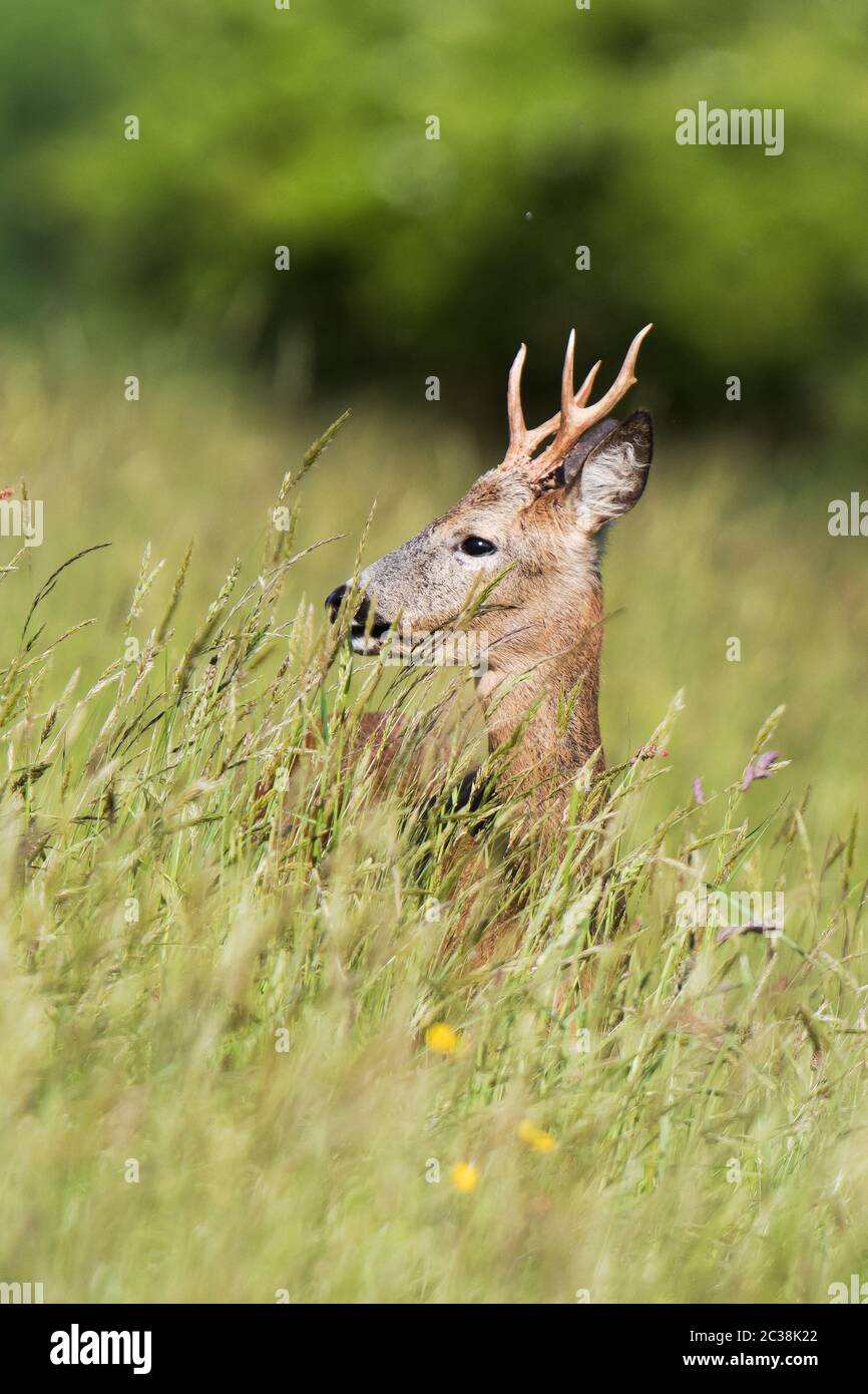 Male of European Roe Deer in environment. His Latin name is Capreolus ...
