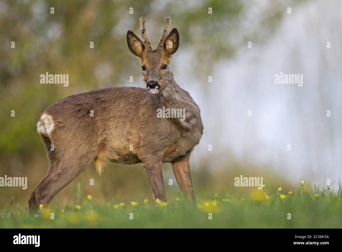 Roe Deer yearling grooming on a meadow with Dandelion Stock Photo - Alamy