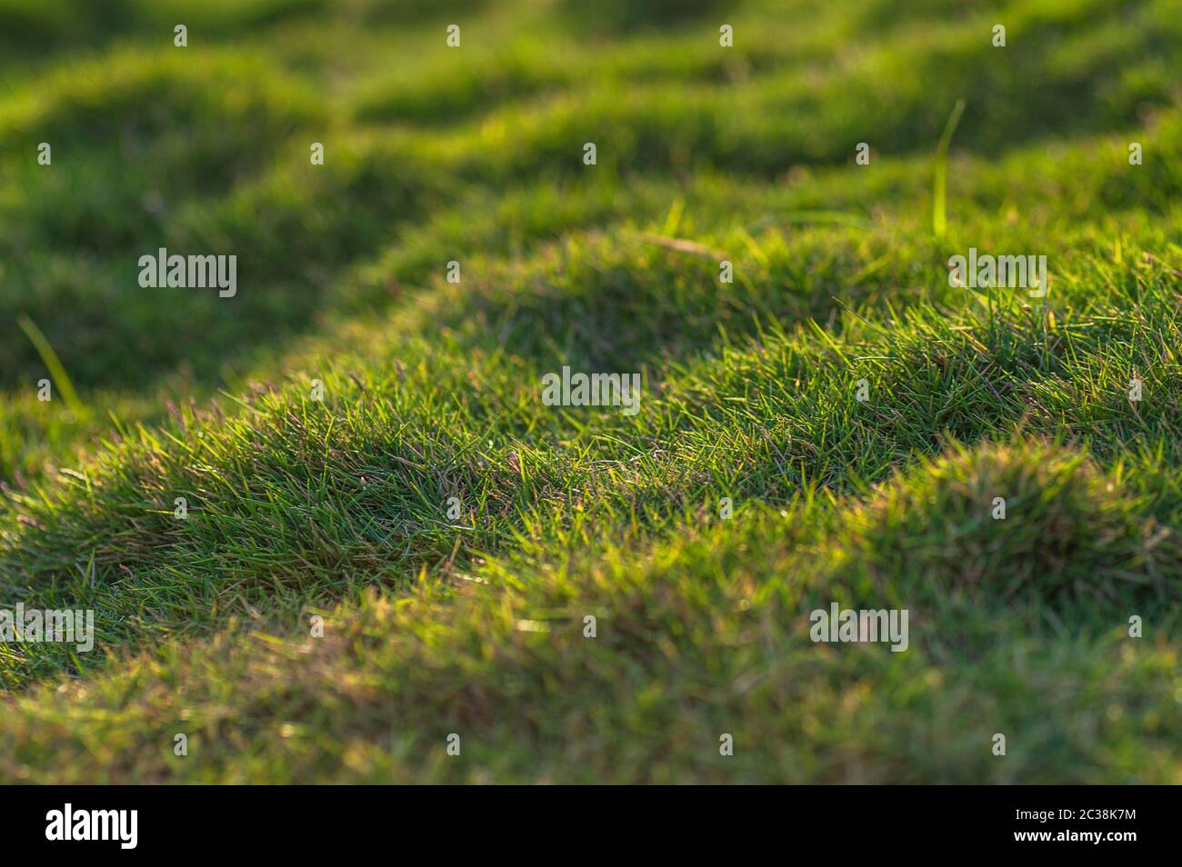 Green grass close-up Stock Photo - Alamy