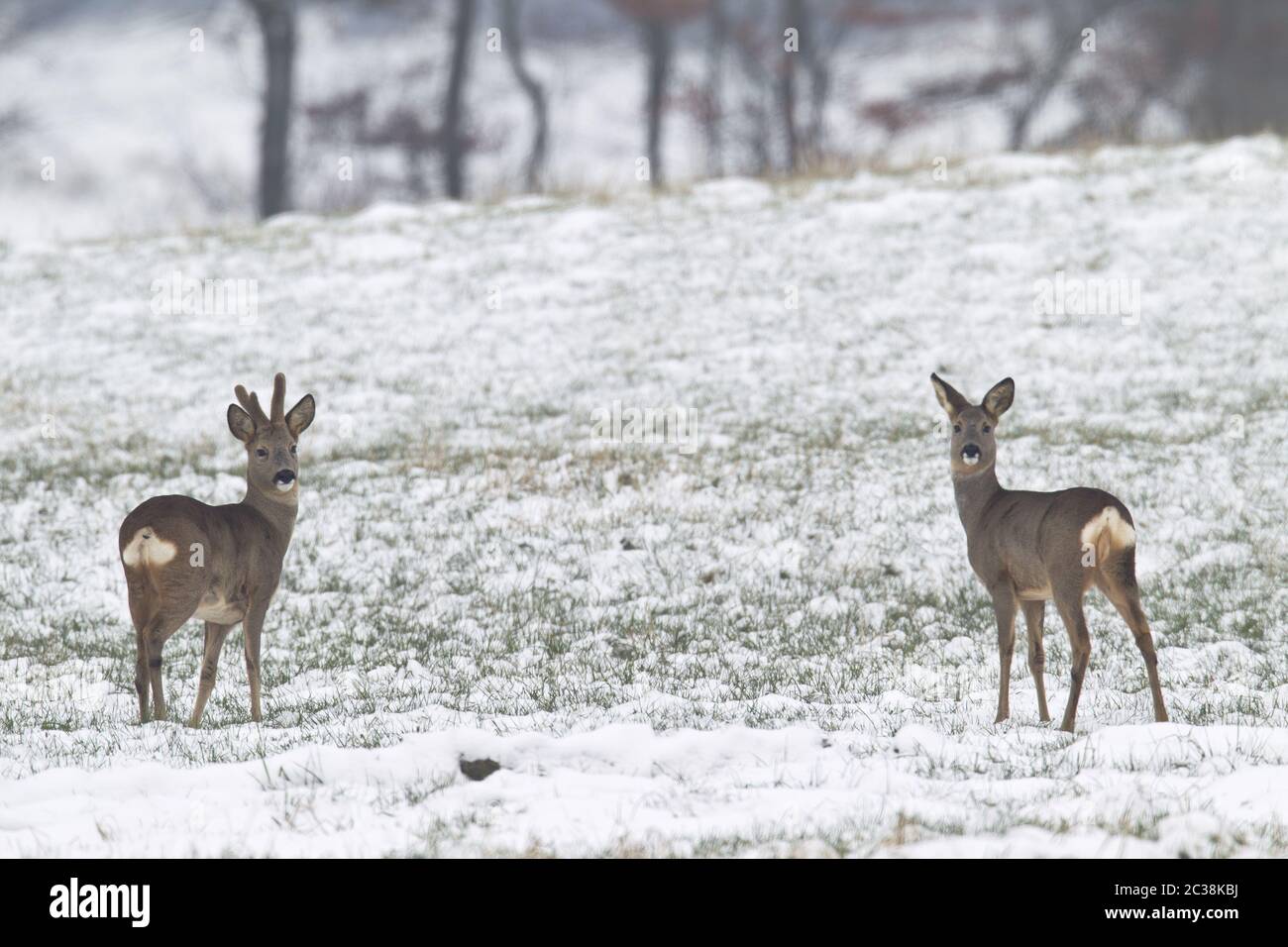 Roe Deer buck and doe foraging on a snowy-covered meadow Stock Photo ...