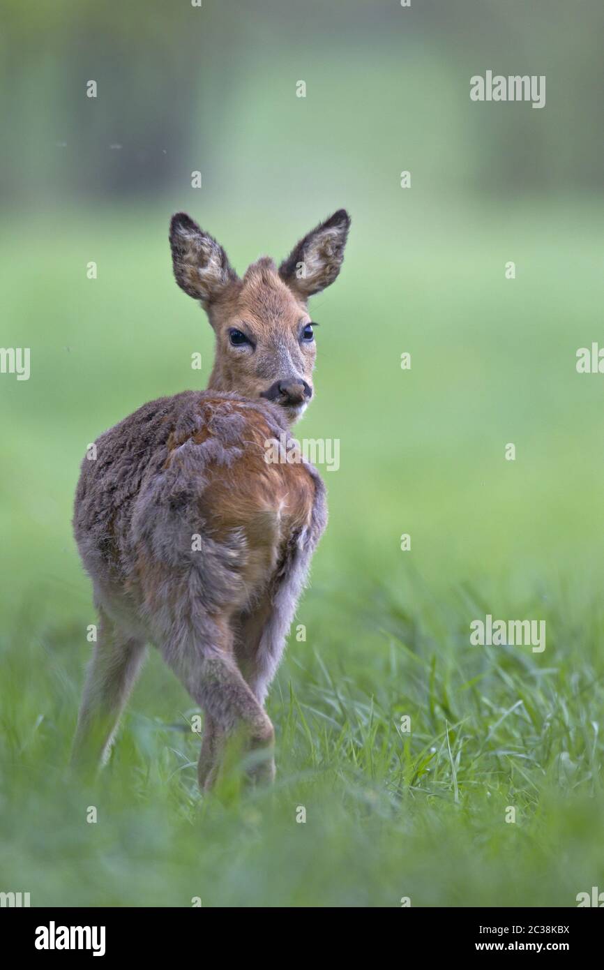 Roe Deer yearling in change of coat grazes on a forest meadow Stock ...